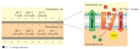 Celmembraan Potentiaal laat cellen Ademen & Leven | Gezonde Cellen